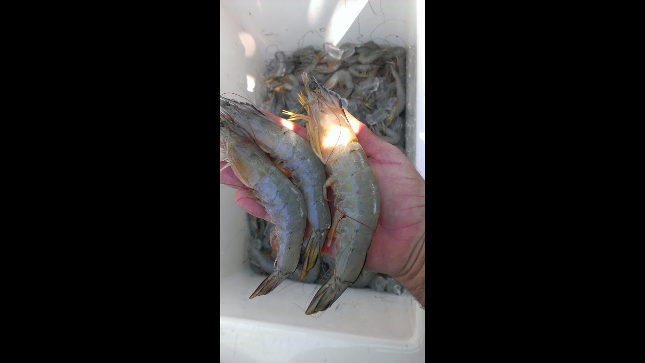 cast netting pine river prawns, running thick - YouTube