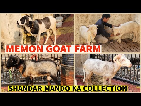 JABARDASTH QUALITY K PALNE WALE MARINO MANDE MEMON GOAT FARM KALYAN ...