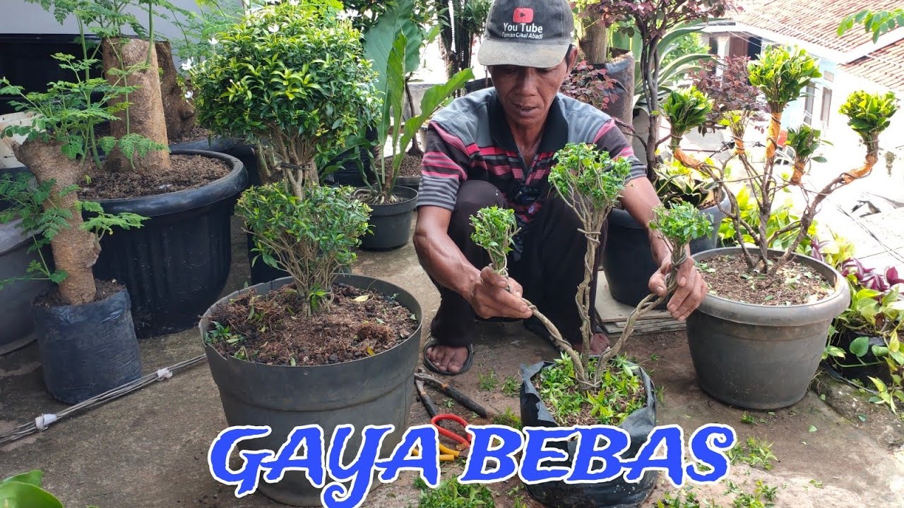TEKNIK MEMBENTUK BONSAI ROMBUSA MINI / SABRINA !! - YouTube