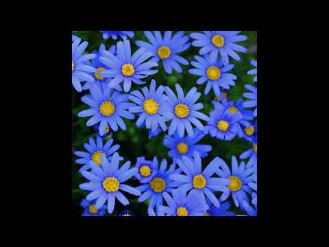 Gözlerinde Kayboluyorum (Bilginin Esiri)