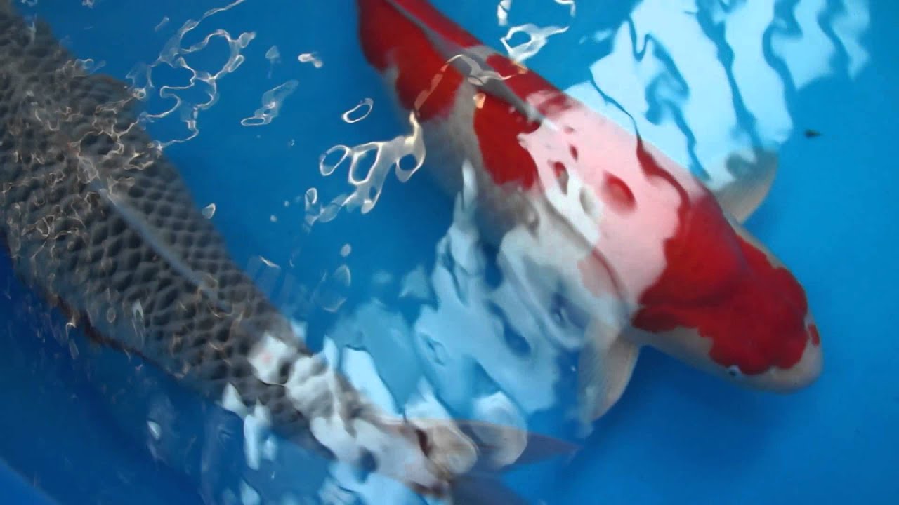Some Koi at german Koishow Interkoi 2012 Part 3 - YouTube