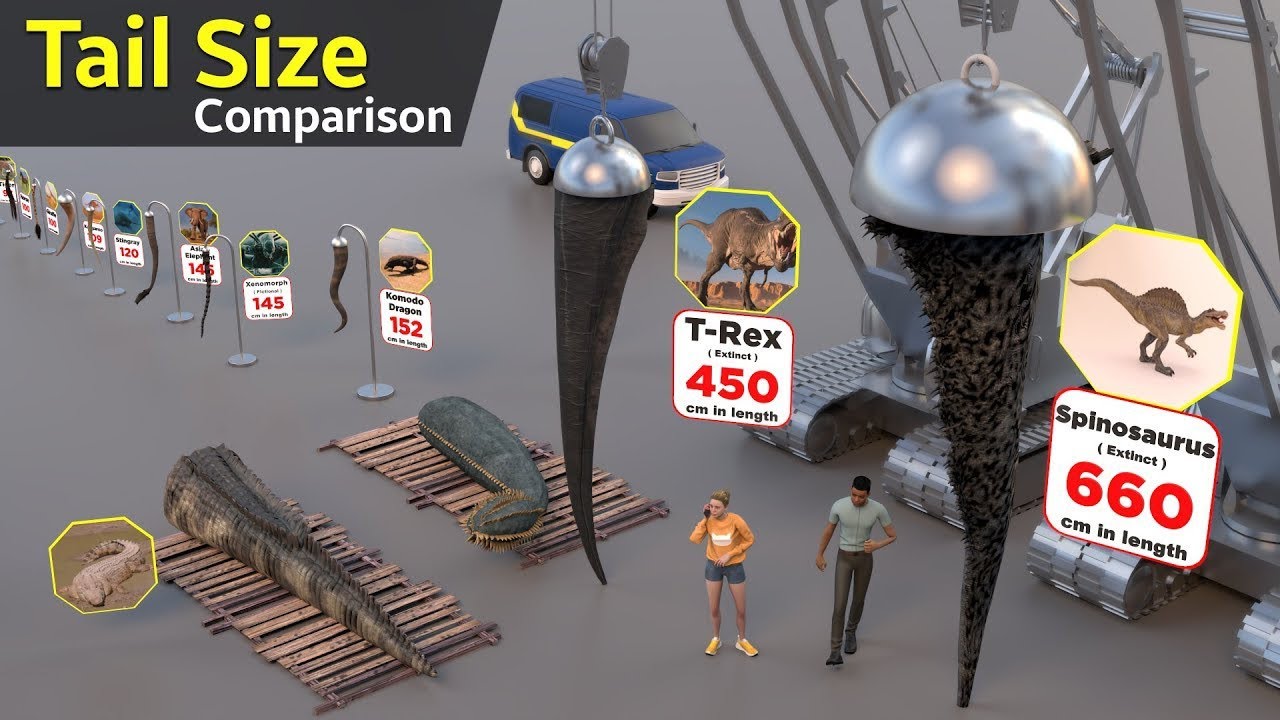 Tails Size Comparison in 3D | animals tails | Monster | Fictional ...