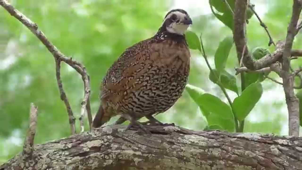 Northern Bobwhite Quail - YouTube