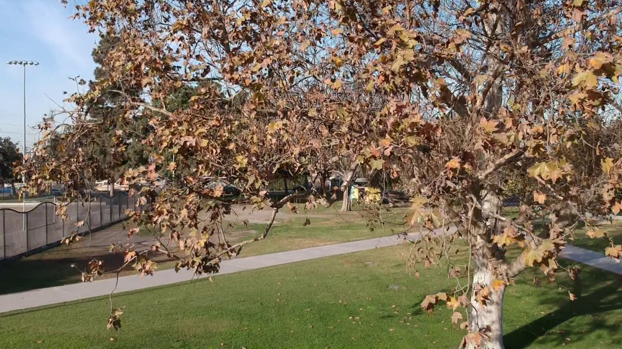Ted Watkins Park in Watts South Central - YouTube