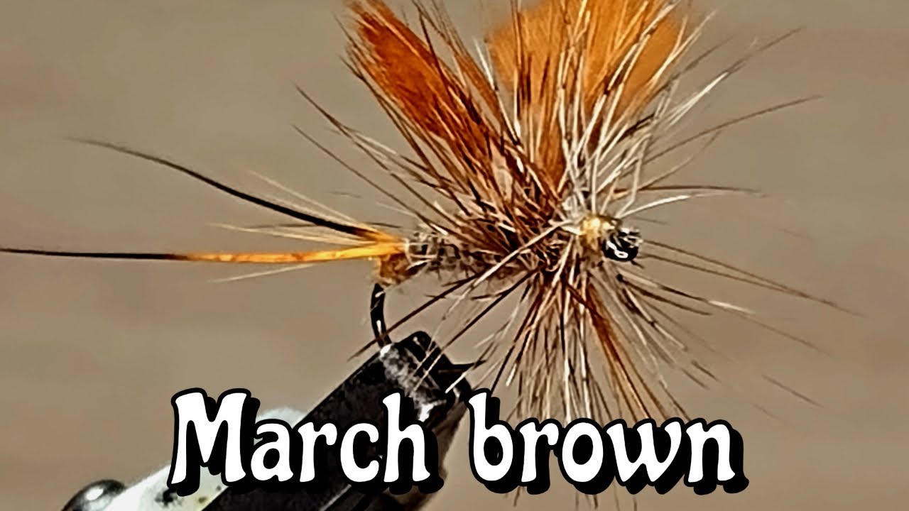 March Brown , hunting flies - YouTube