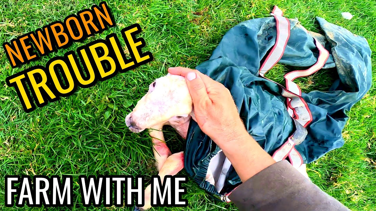 Emergency Lamb Delivery | Cesarean Sheep Birth - YouTube