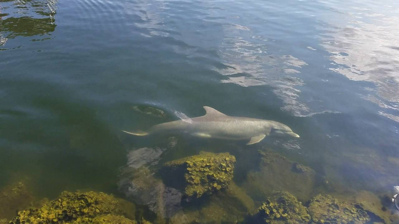 Dolphin chasing monster snook - YouTube