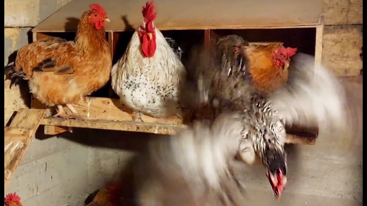 ASMR Roosters and Chickens are fighting in the Chicken Coop Mating ...