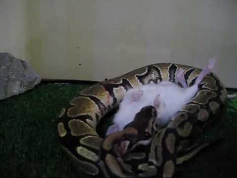 Medusa New Personality(Ball Python Regius Attack Big Ratt) - YouTube