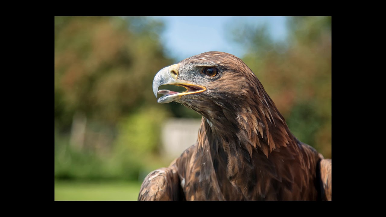 Raptor Rapture - YouTube