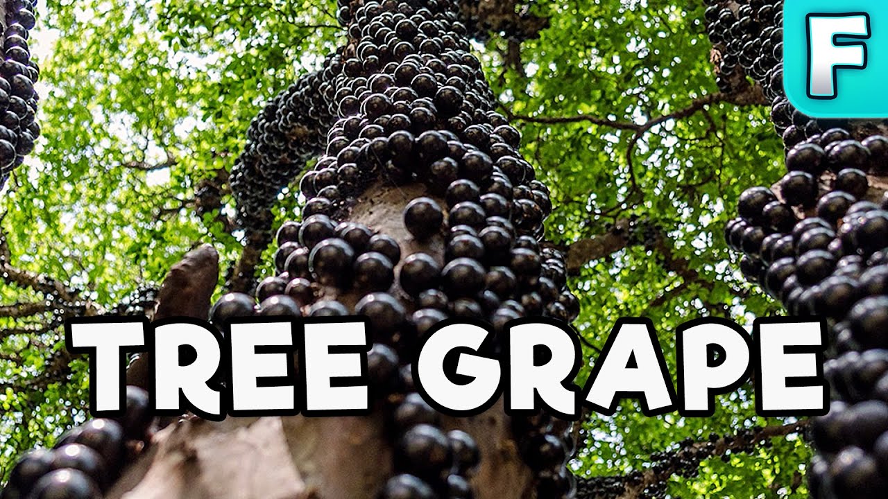 TREE GRAPE!? | Jabuticaba | Fruits You've Never Heard Of - YouTube