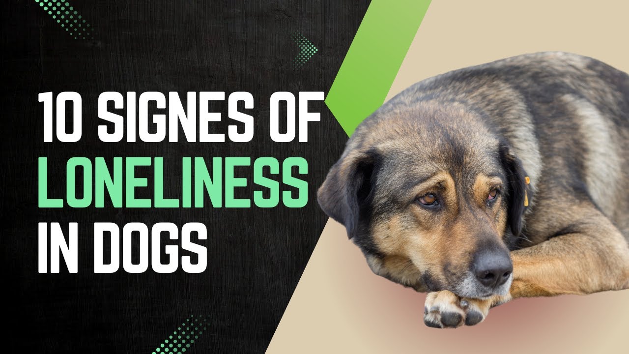 10 Signs of Loneliness In Dogs You Should Never Ignore | Lonely Dog ...