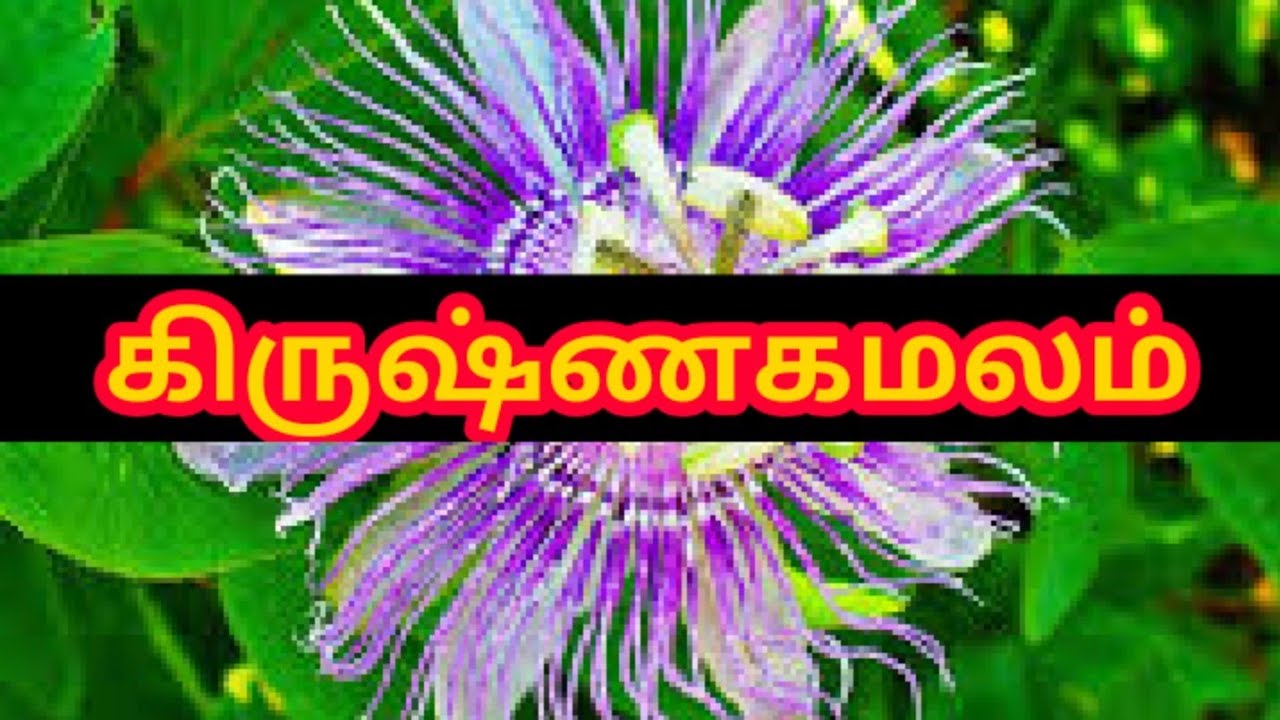 Krishna Kamal plants/ Krishna kamalam flower/கிருஷ்ண கமலம் பூ ...