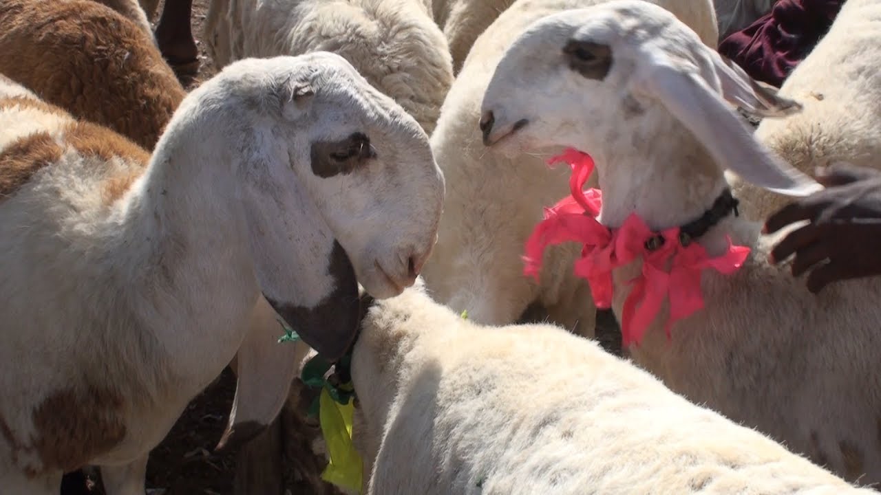 This shepherd has a herd of 2500 mouli sheep - YouTube