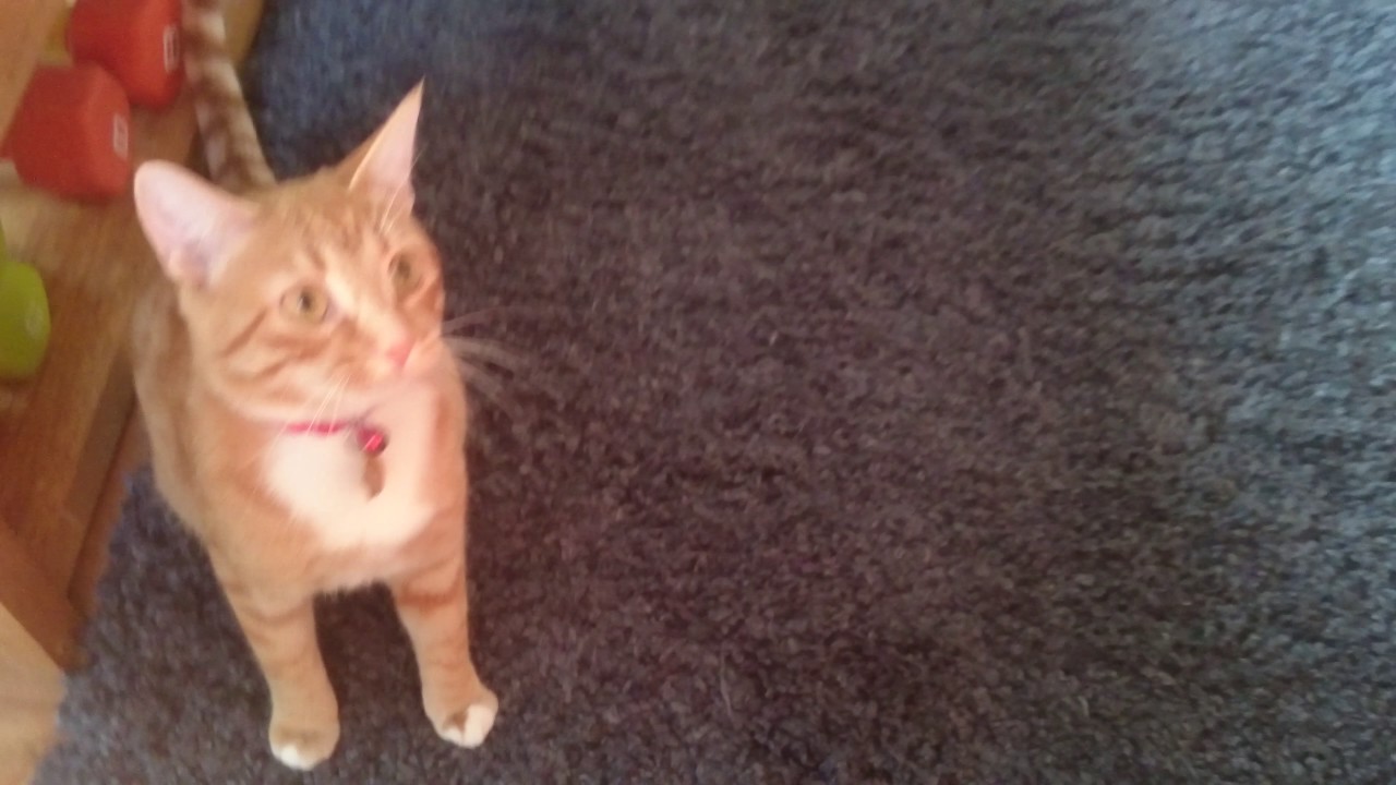 Cat Plays Fetch - YouTube