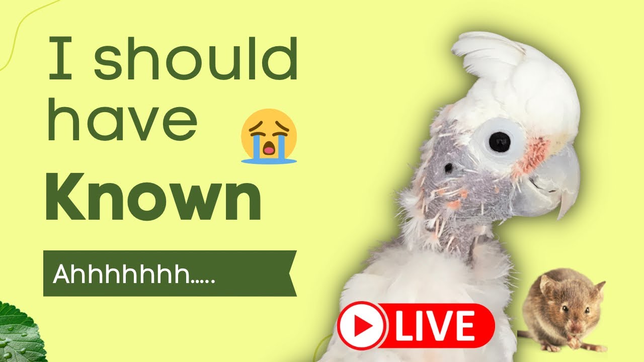 Mad Cockatoo 🤔 Crazy Parrot House - YouTube