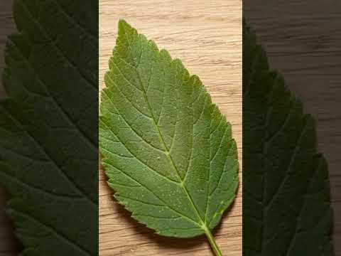 hoja vista desde un microscopio #shorts - YouTube