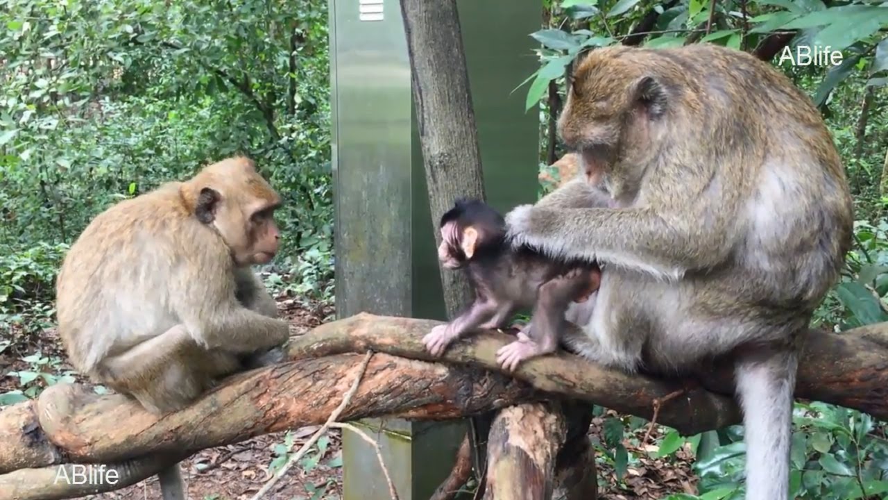 Emma Baby Monkey Talking To Her Older Brother Monkey || Daily Monkeys Man #22 - YouTube