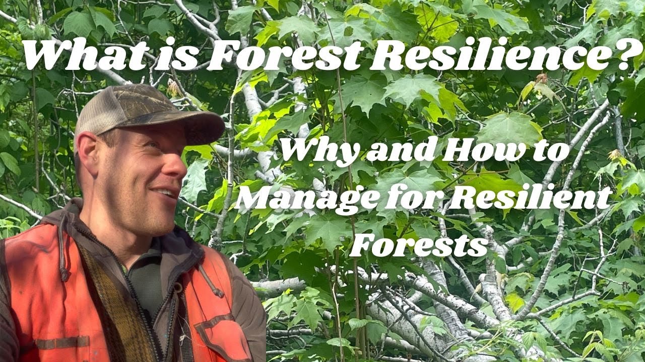 Managing for Resilience: Why and How to Manage for Resilient Forests - YouTube