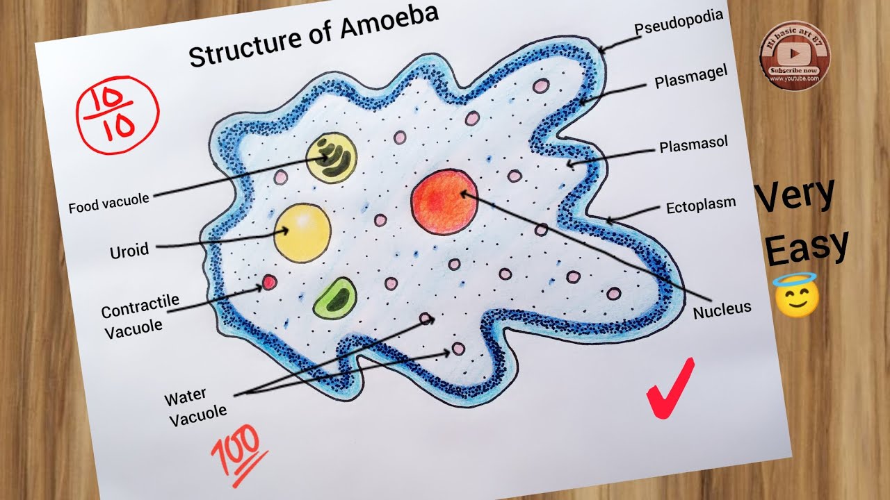 Amoeba diagram drawing CBSE and NCERT | very easy | Lebeled science ...