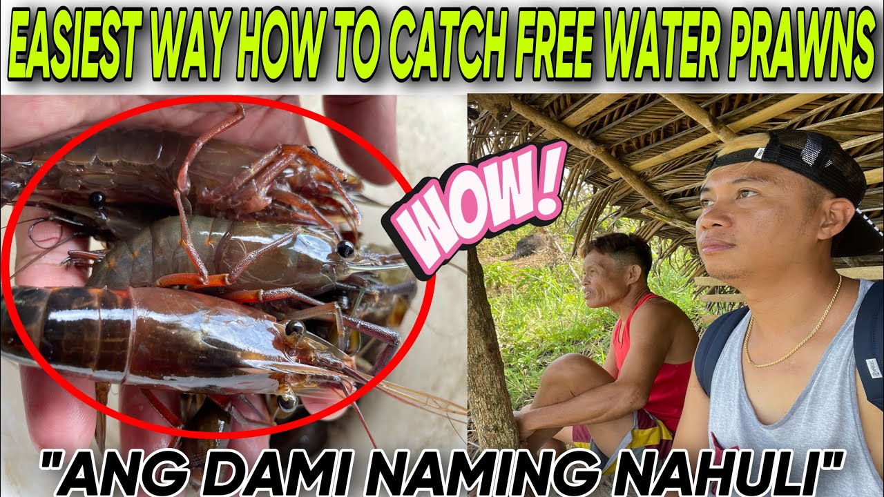 🔴HOW TO CATCH FRESH WATER PRAWNS 🦐 - YouTube