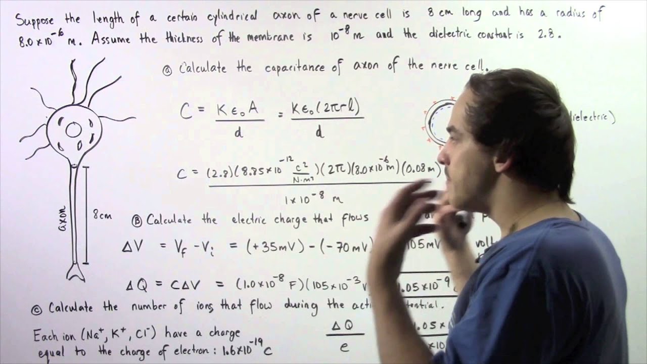 Capacitance of Axon of Nerve Cell - YouTube