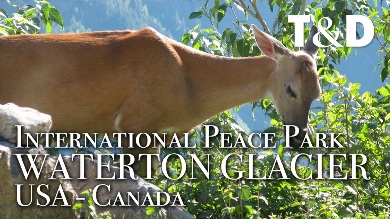 Waterton-Glacier International Peace Park Video Guide - Travel ...