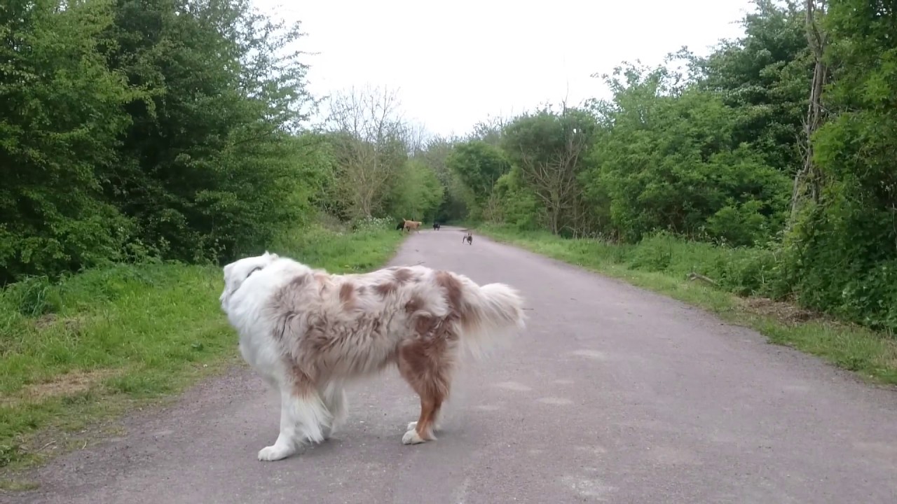 Dogs lots of dogs everywhere! - YouTube