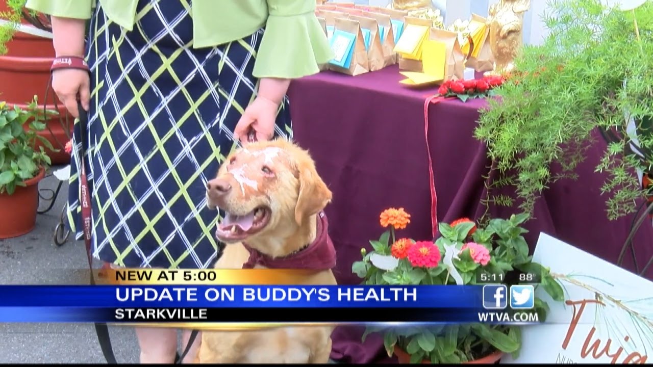 Buddy Update: "Buddy has made a full recovery and is now happy and ...