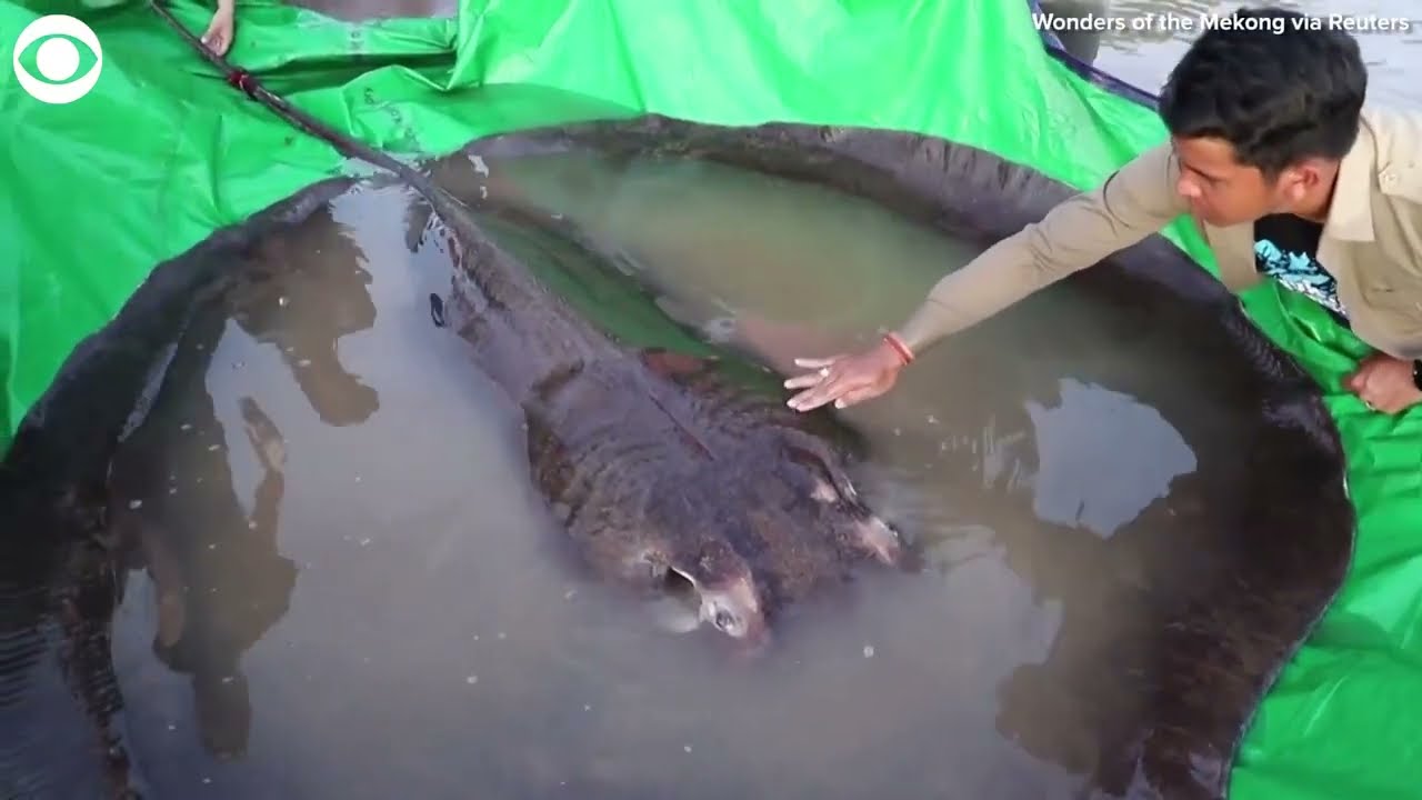 Stingray caught in Cambodia's Mekong River is 'biggest freshwater fish ...