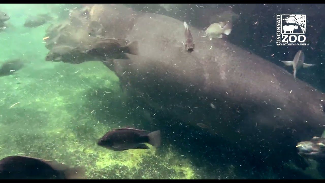 Hippo Fiona in Water with Baby Fritz and Bibi - Cincinnati Zoo - YouTube