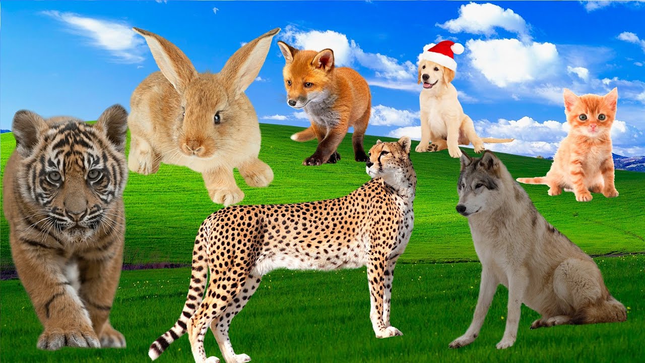 Top 100 Cute Animals! - YouTube