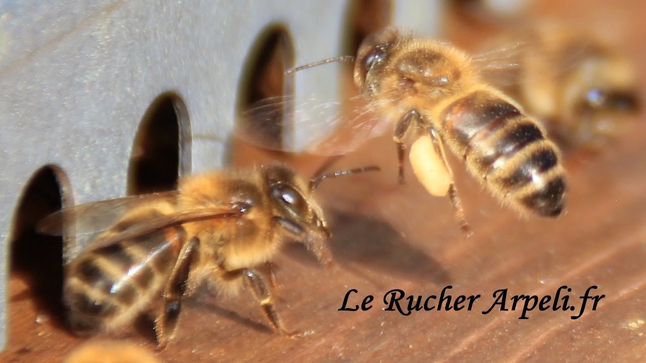 APICULTURE. Les abeilles rentrent déjà du pollen frais - YouTube
