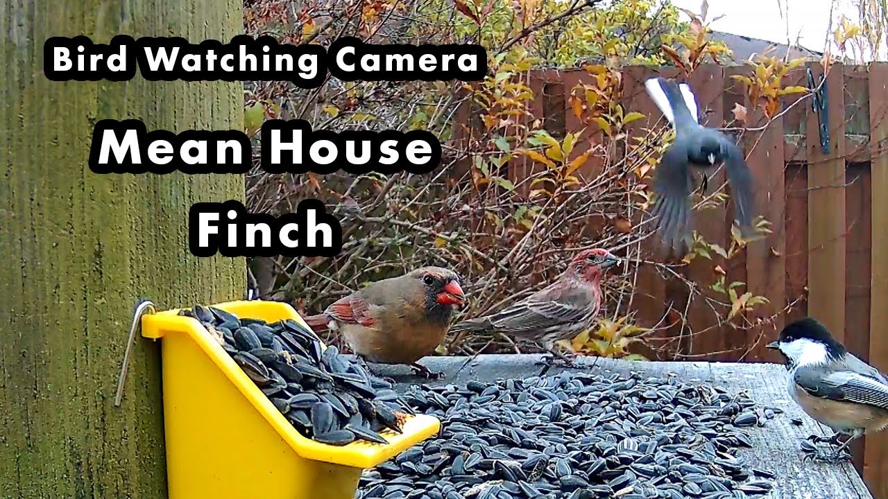 Bird Watching Camera - An Angry House Finch at The Feeder - YouTube