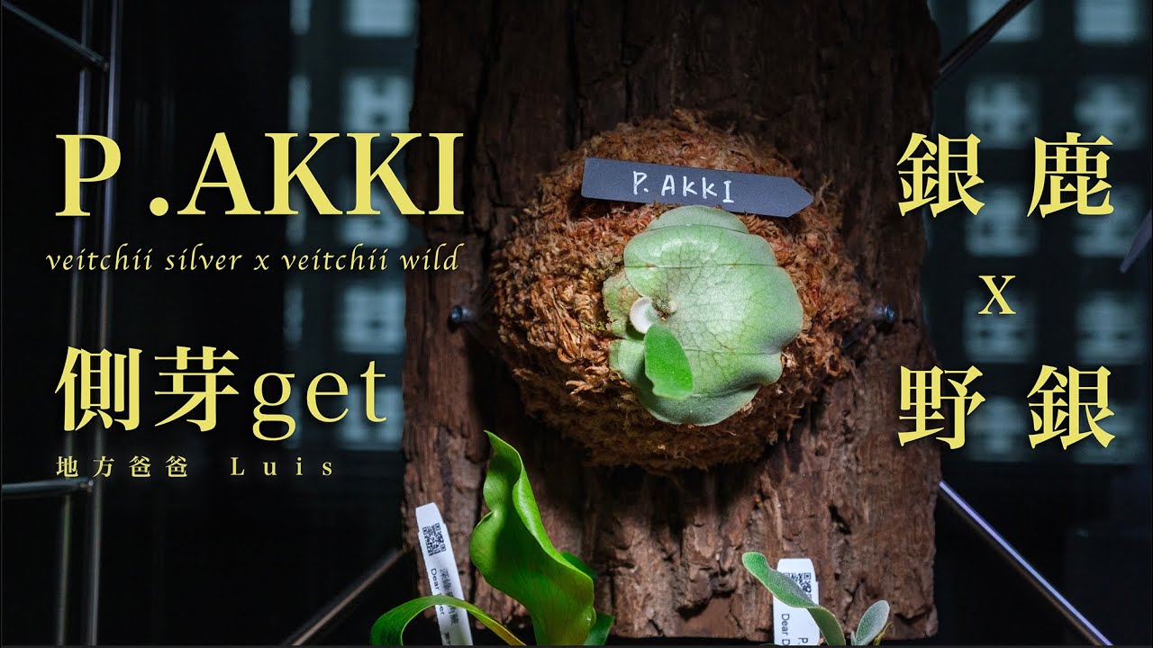 P.Akki 側芽 get | 鹿角蕨 | veitchii silver x veitchii wild | 側芽上板 - YouTube