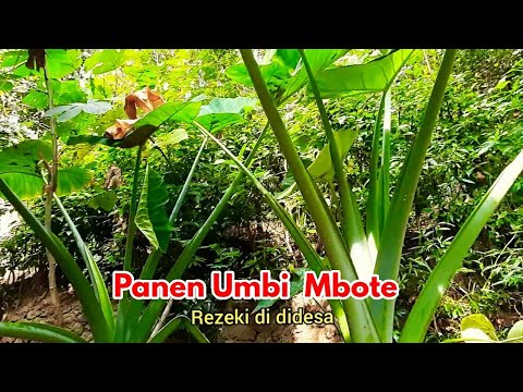 Panen umbi ( mbote ) buat tak'jil sore hari di desa || kehidupan di ...