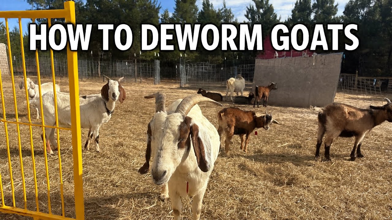 How to Deworm Your Goats Properly (Step-by-Step Guide) - YouTube