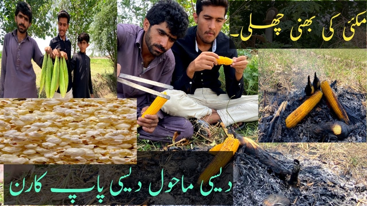 cooking corn 🌽 cob in coal Ash|Best way to cook corn cob|Steamed corn ...