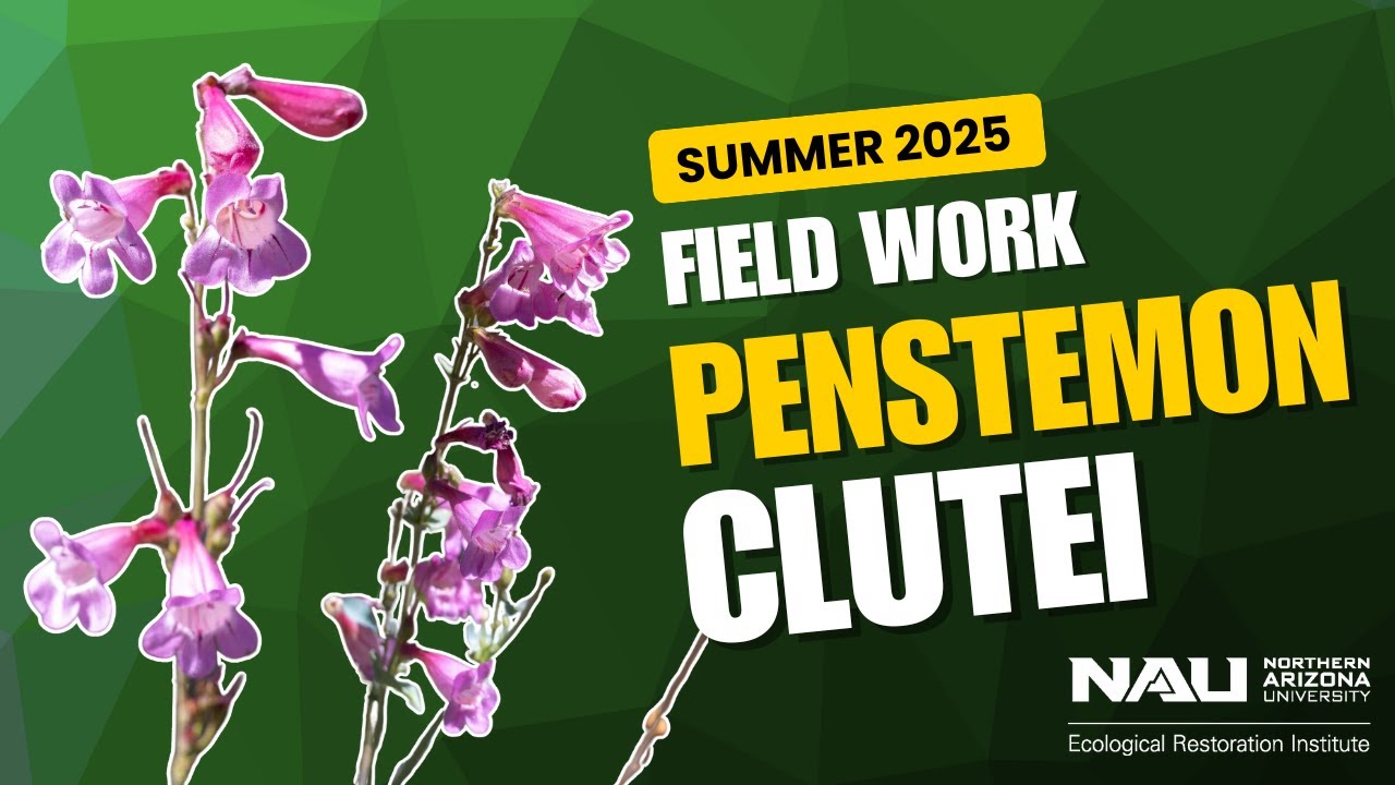 Penstemon clutei field work with Jillian Bennett 2025 - YouTube