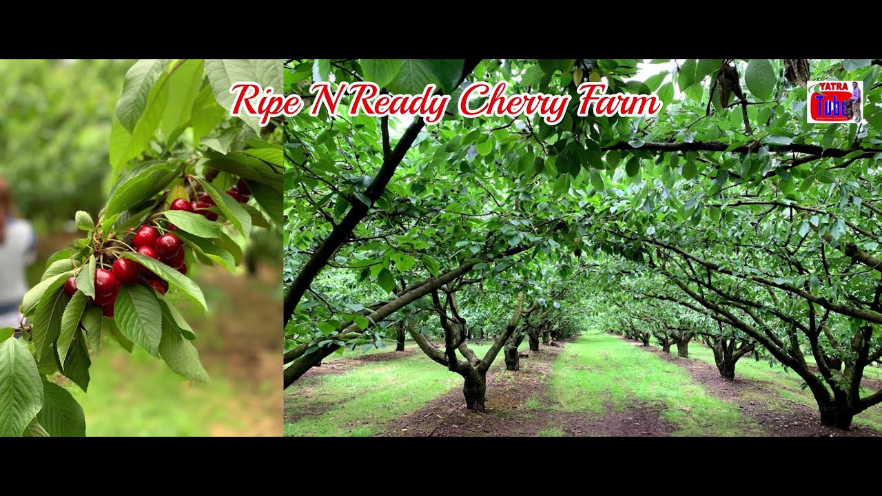 Ripe N Ready Cherry Farm - YouTube