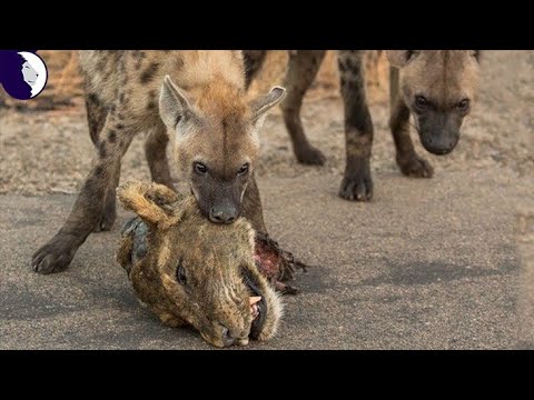 Hyenas are truly Savages! Hyenas brutally attack and kill lion. - YouTube