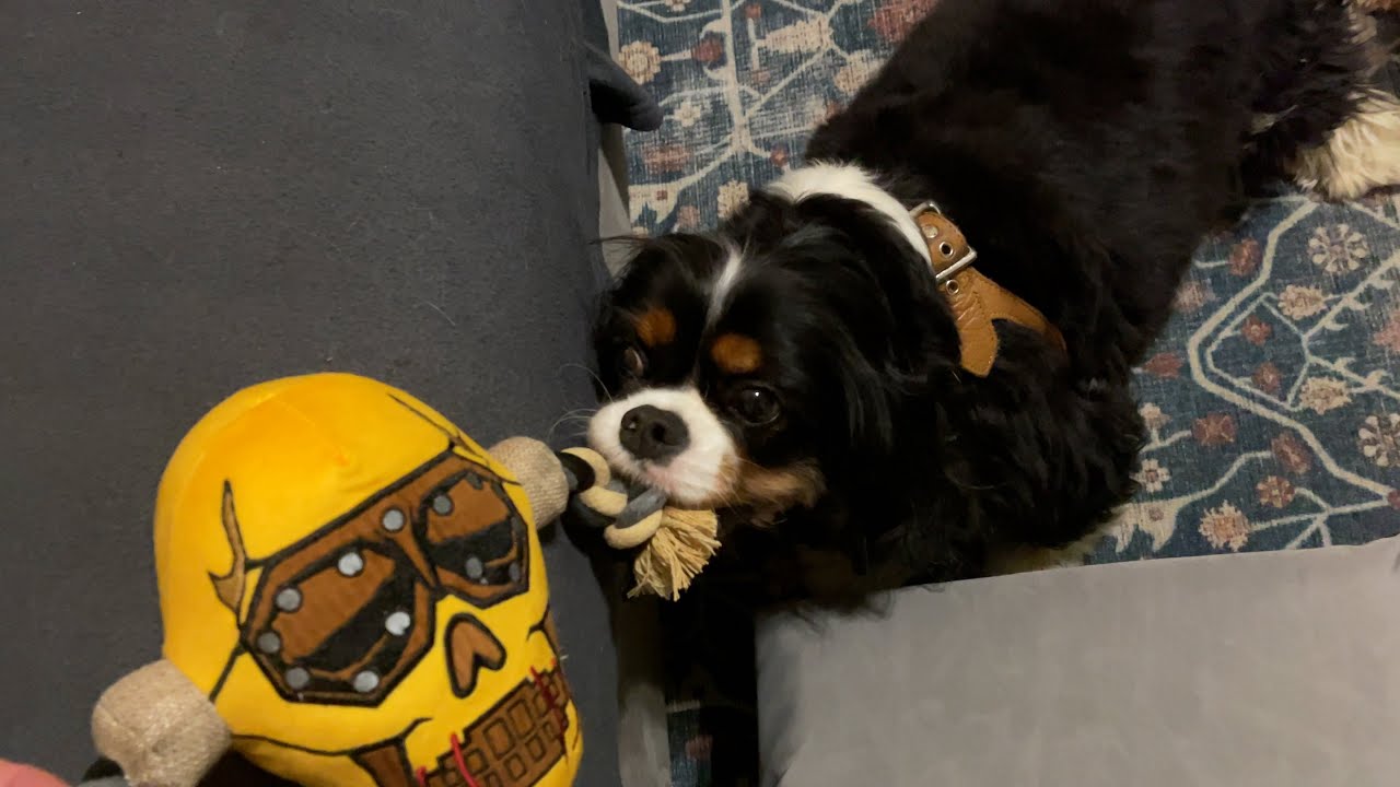 Megadeth Dog Toy - YouTube