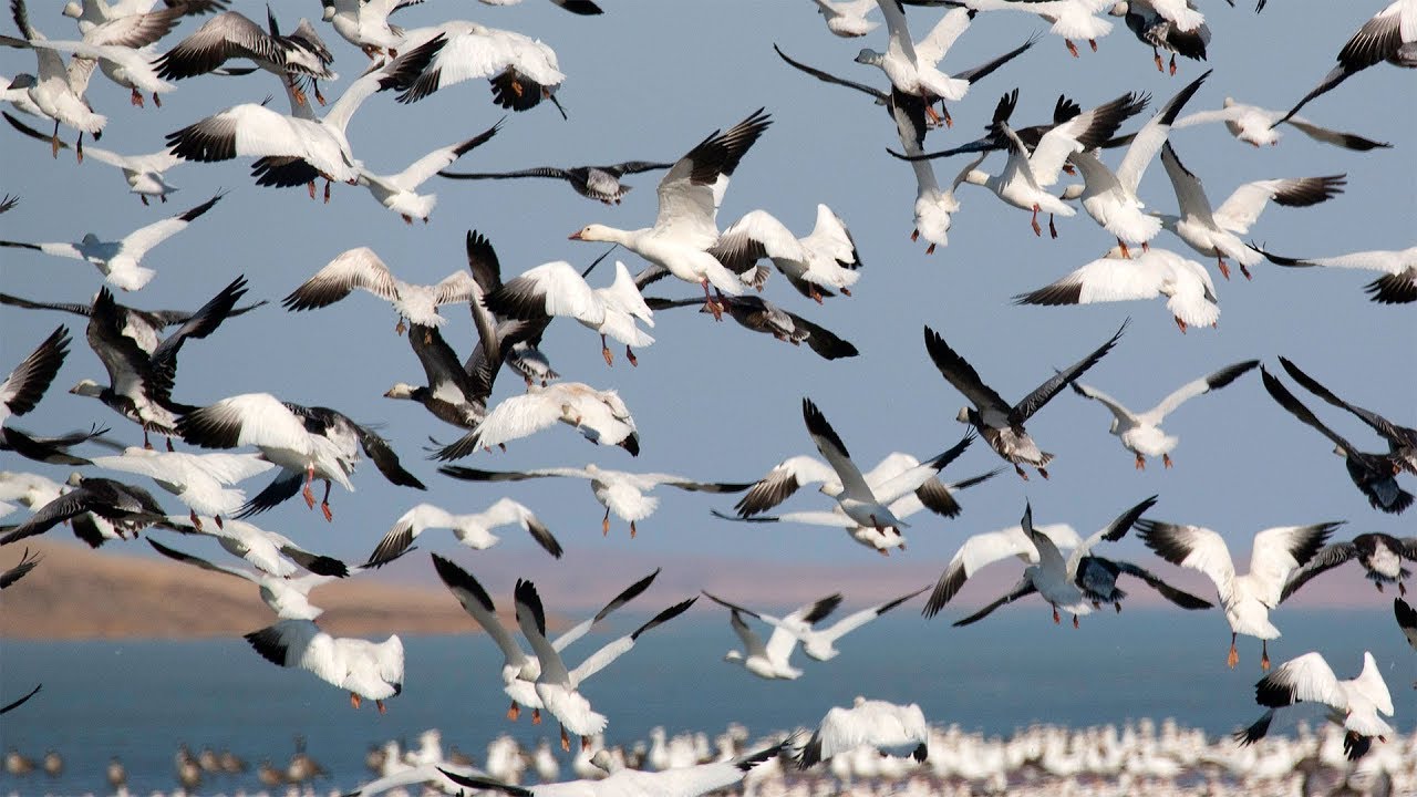 Spring Light Goose Conservation Order - NDGNF - YouTube