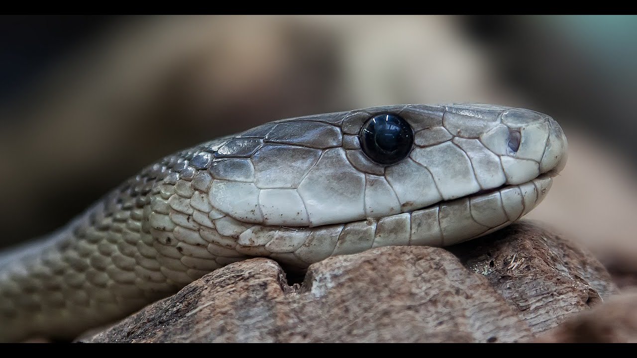 Top 10 Most Venomous Snakes A Deadly Countdown - YouTube