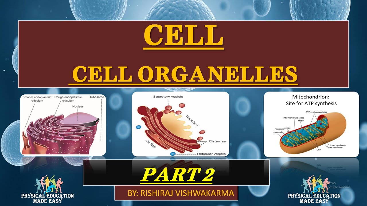 PART 2: Cell Structure and Function | CELL ORGANELLES IN CYTOPLASM IN ...