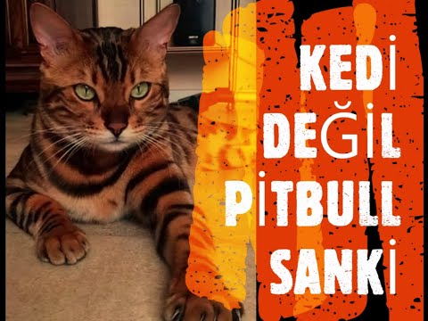 komik kısa kedi videosu vine