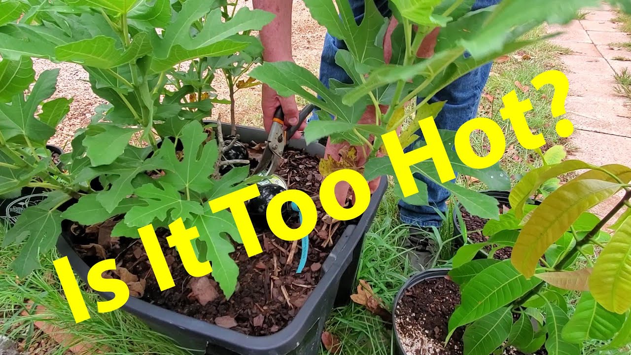 Air Layering A Fig Tree In The Summer Heat - YouTube