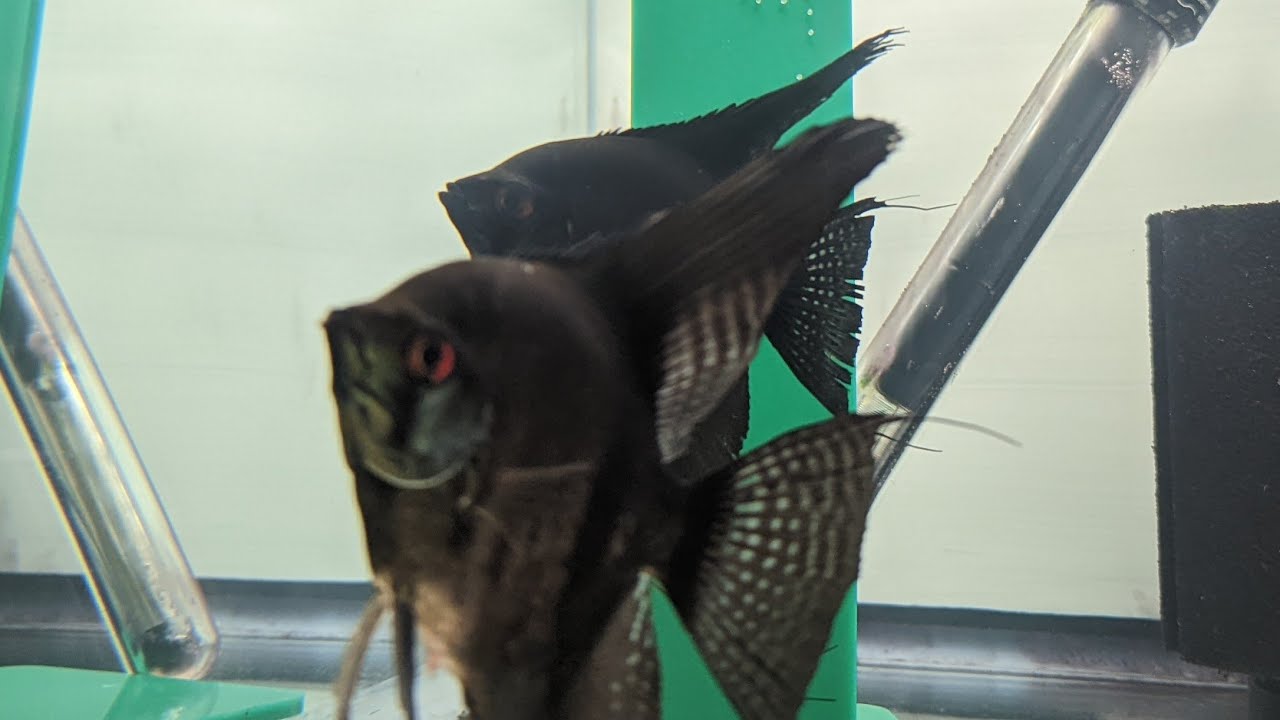 Black Lace Angelfish spawning - YouTube