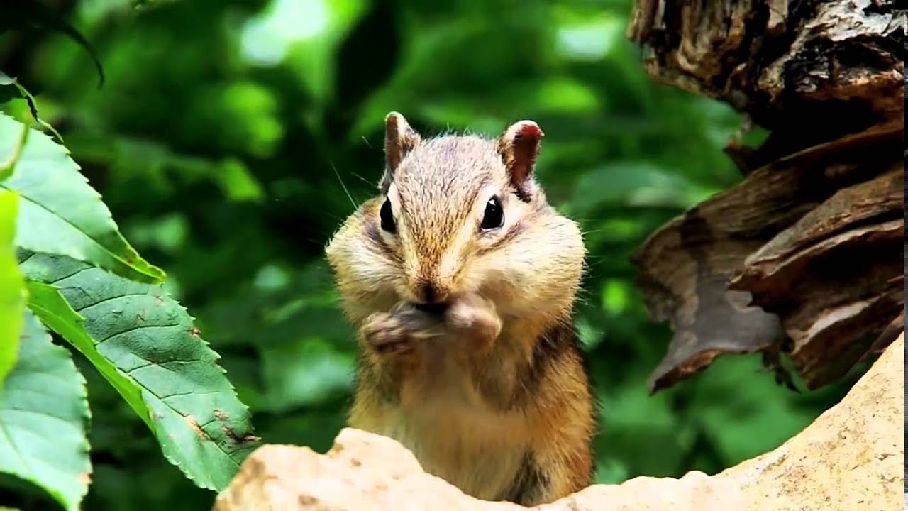 Bing 2014 11 27 Siberian Chipmunk, Hokkaido, Japan - YouTube
