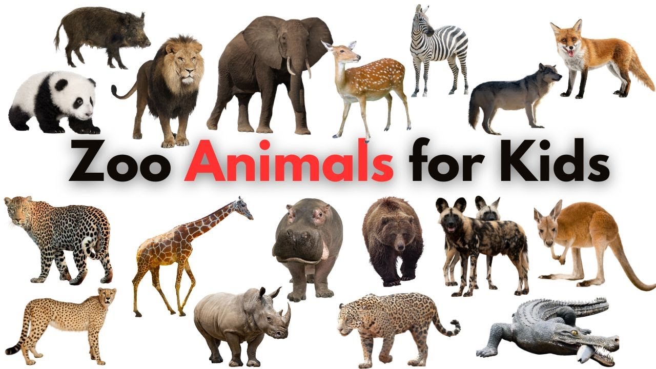 Zoo Animals for Kids | Learn Animal Names & Sounds with Real Pictures ...